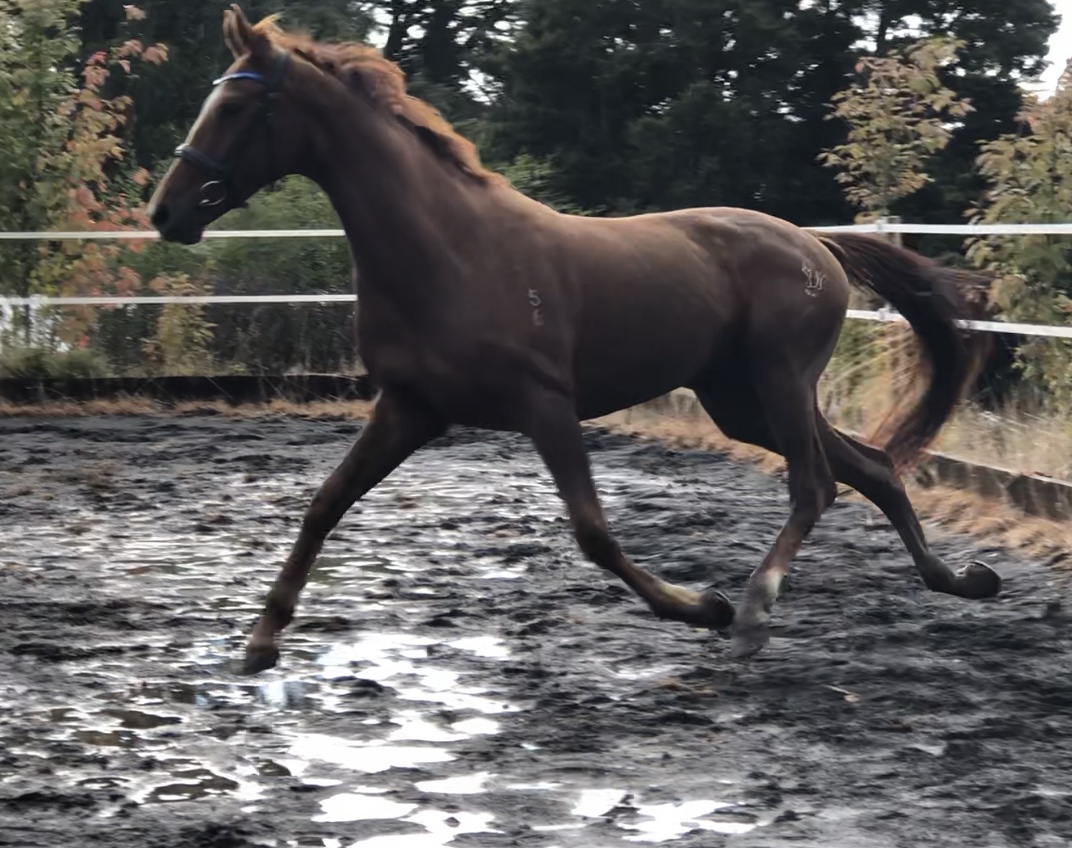 News - Walton Dressage Stables